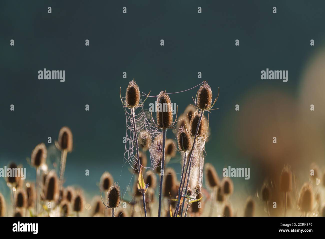 The breathtaking Beauty of Nature Dewkissed Seed Pods shining in the ...