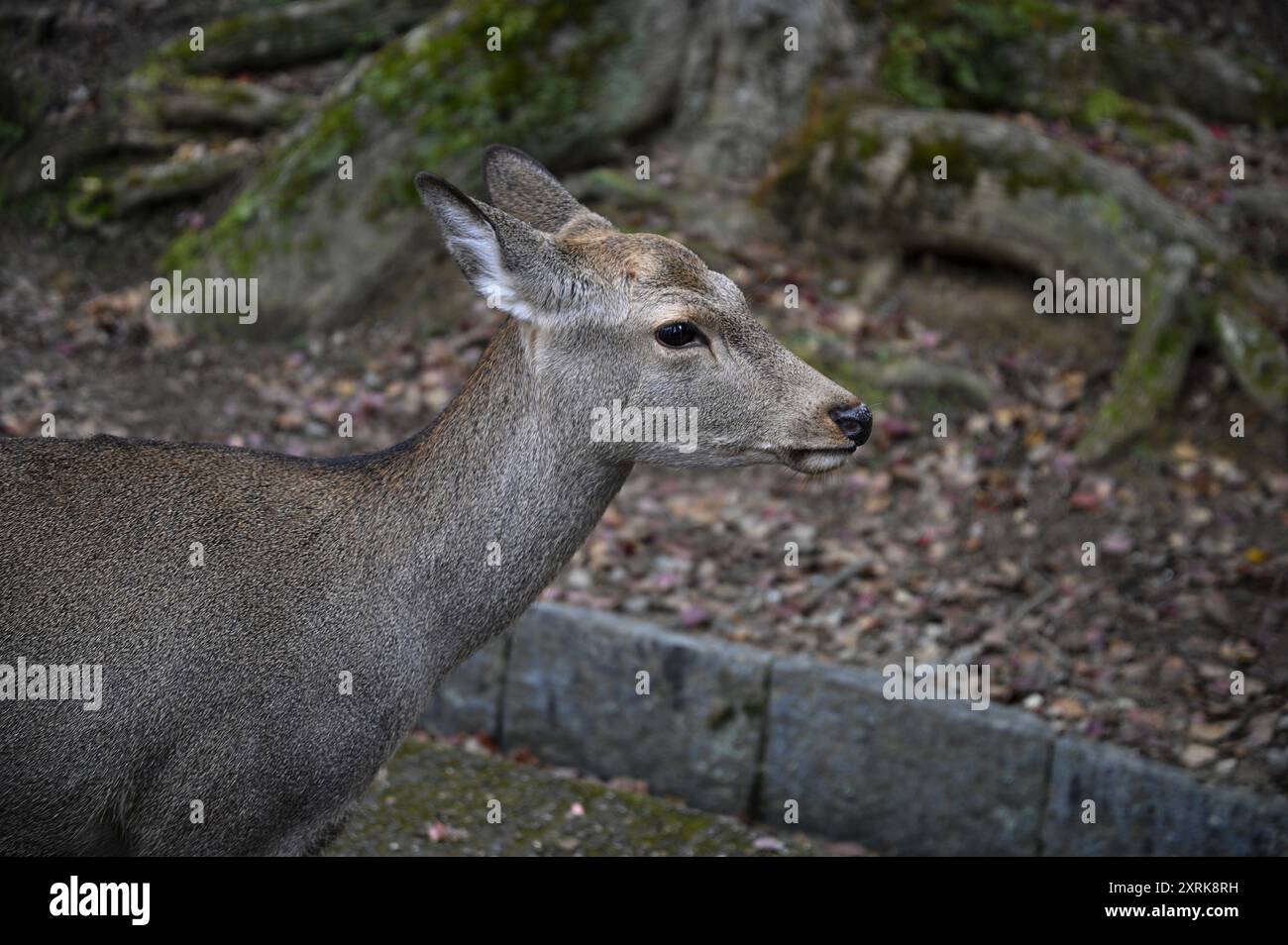 Landscape with scenic view of Sika deer roaming freely on the grounds ...