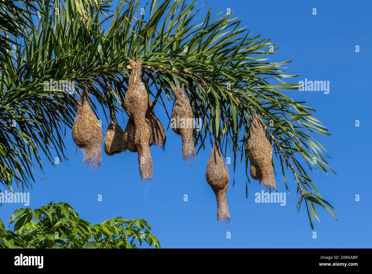 Weaverbird nest hi-res stock photography and images - Alamy