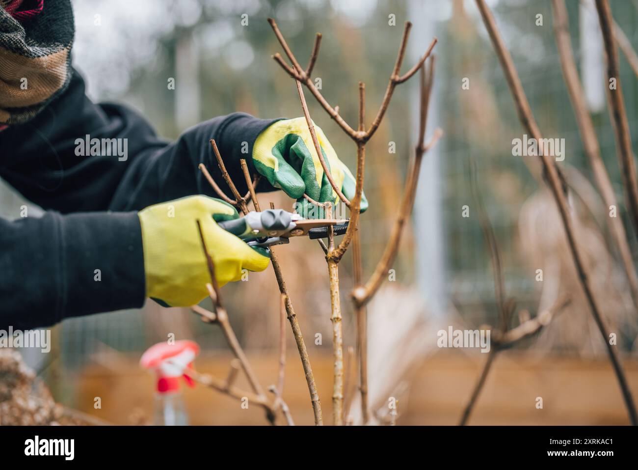Spring garden cleaning. Pruning trees with pruning shears. Hands in ...