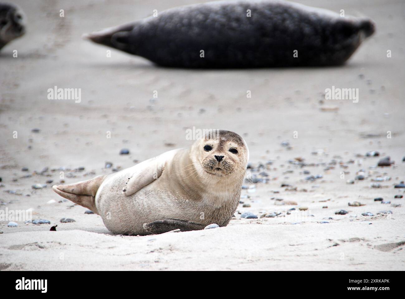 Seal on dune helgoland hi-res stock photography and images - Alamy