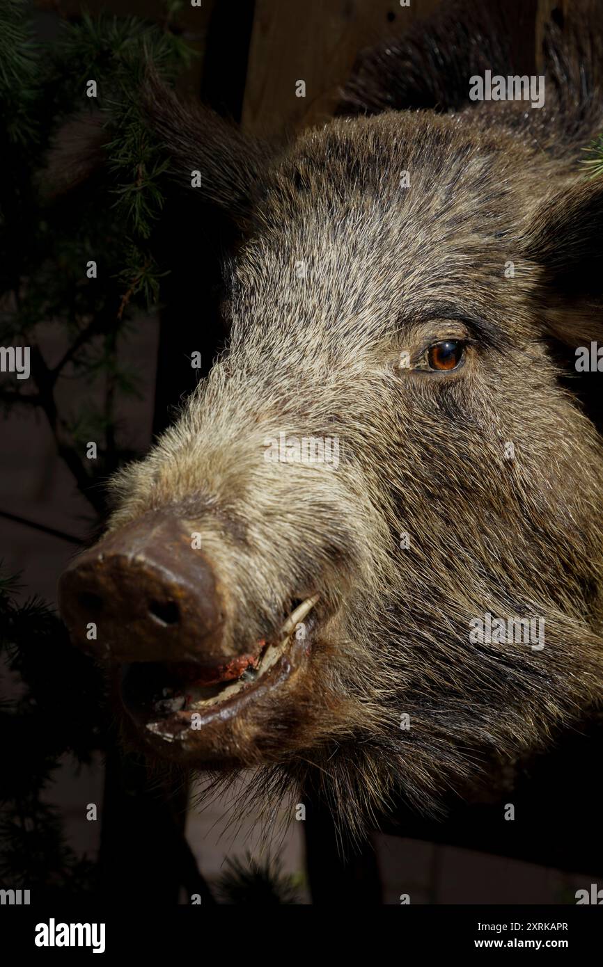 Wild boar stuffed hi-res stock photography and images - Alamy