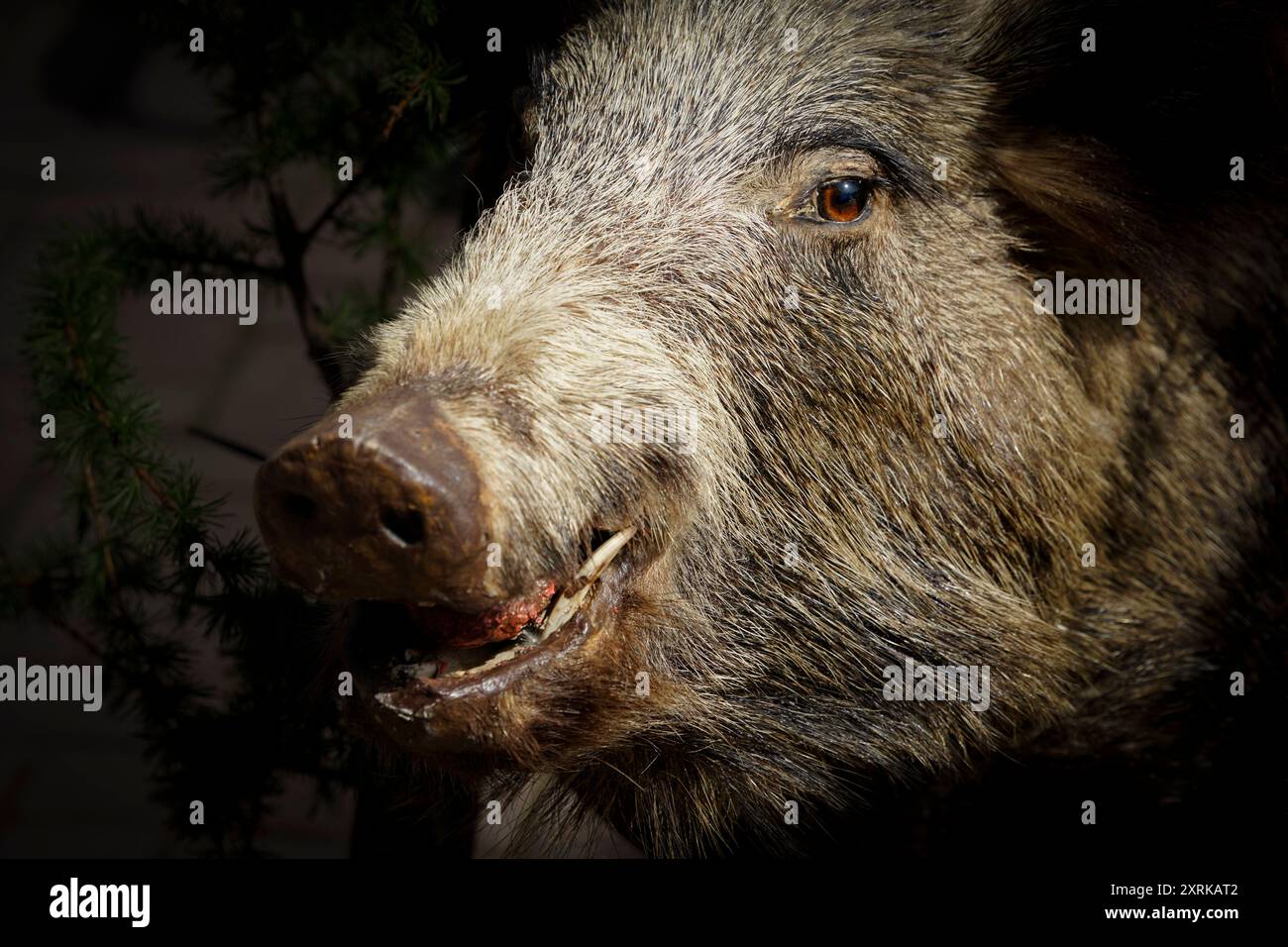 Germany.stuffed wild boar head at a May festival in Germany Stock Photo ...