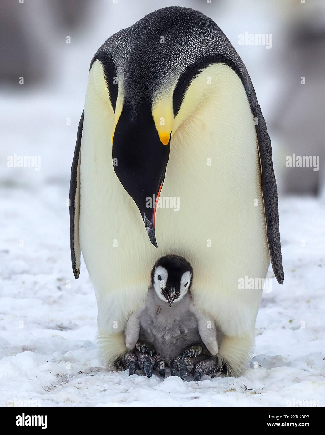 Emperor penguin chick creche hi-res stock photography and images - Alamy