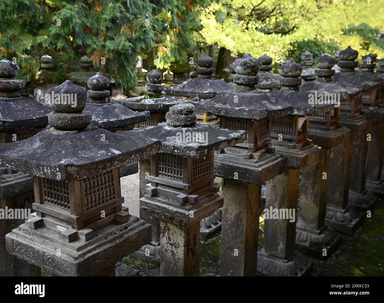 Japanese Tōrō stone lanterns covered in moss and lichen on the long ...