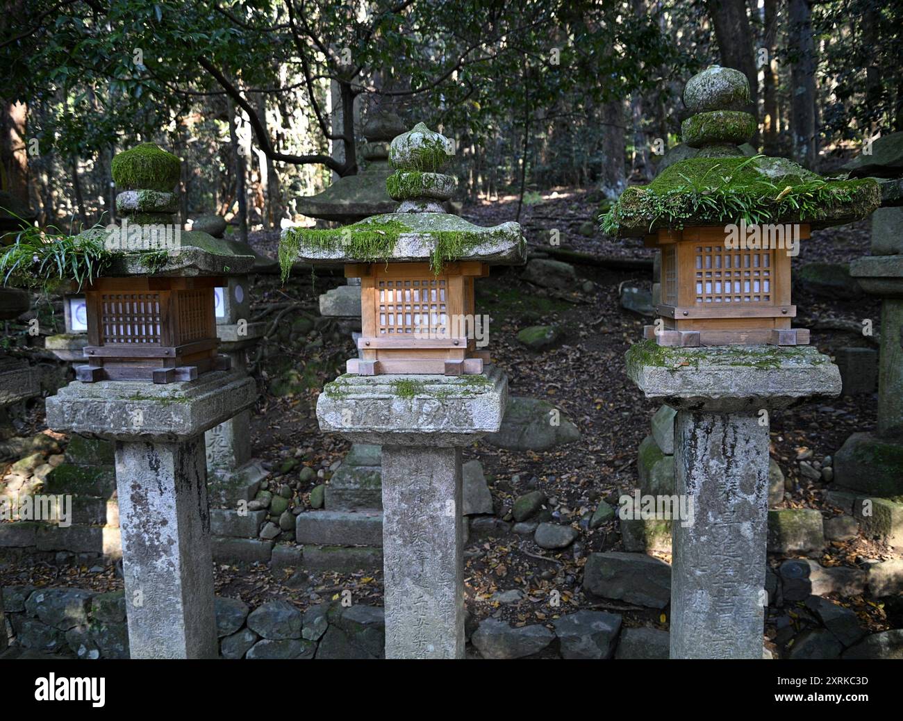 Japanese Tōrō stone lanterns covered in moss and lichen on the long ...