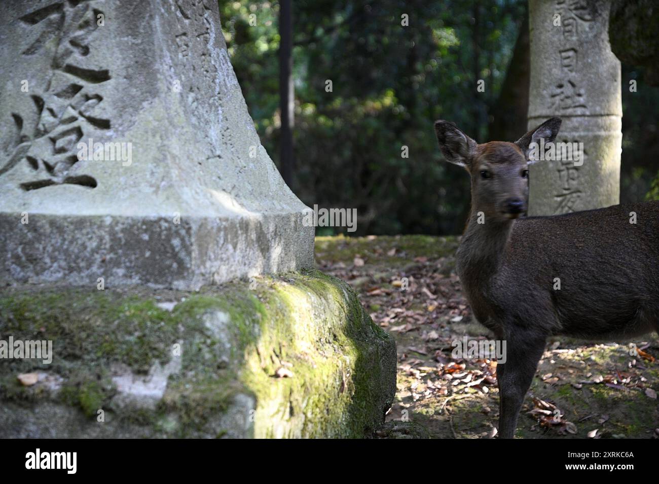 Landscape with scenic view of a Sika deer roaming freely on the grounds of Kasuga Taisha Shinto ...