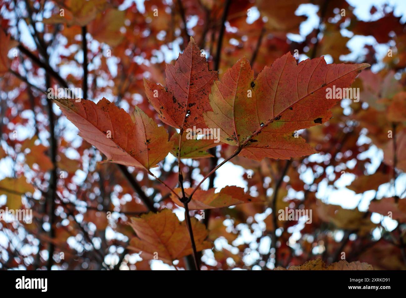 Three tree in three colours hi-res stock photography and images - Alamy