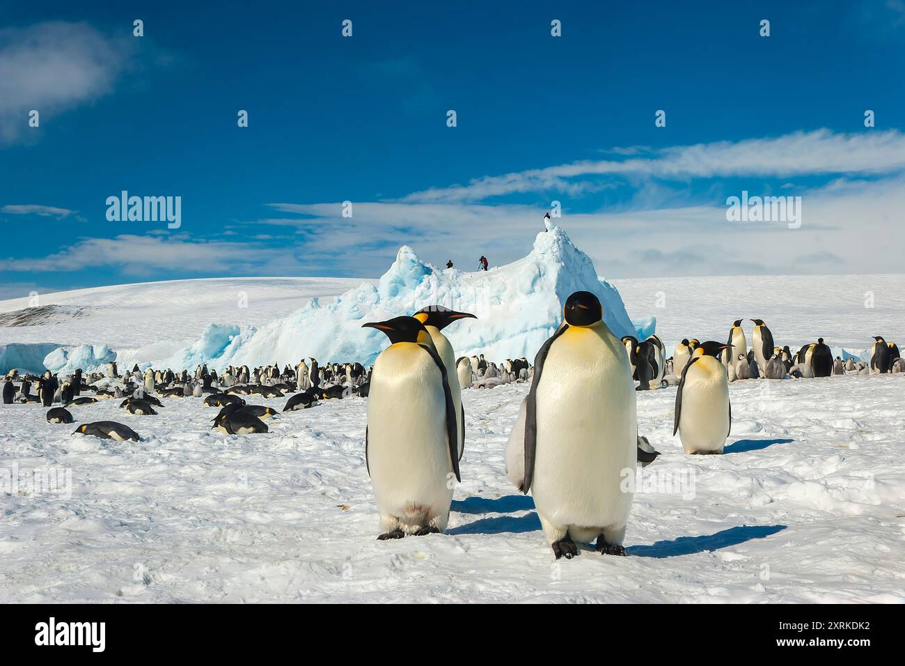 Emperor Penguin colony Snow Hill Antarctica Stock Photo - Alamy