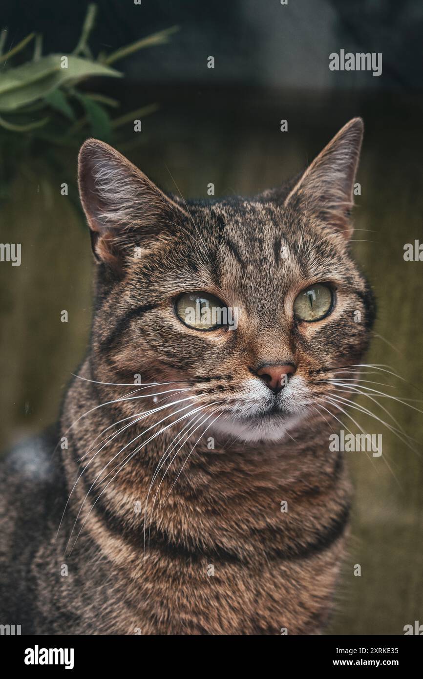 Fluffy grey house cat hi-res stock photography and images - Alamy