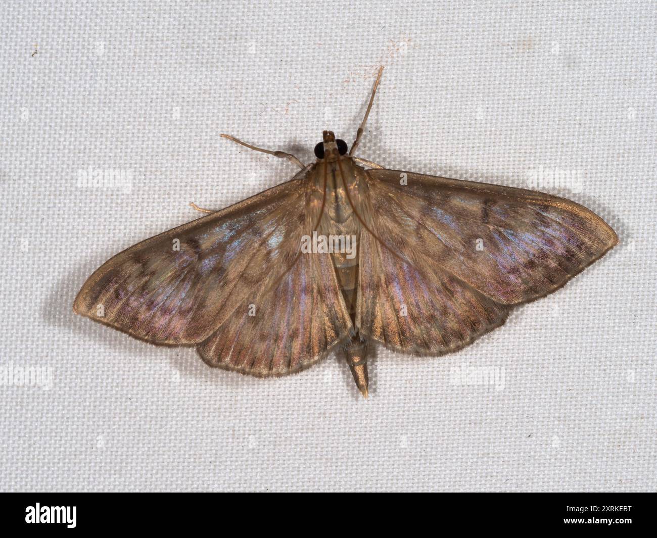 Opalescent wings hi-res stock photography and images - Alamy