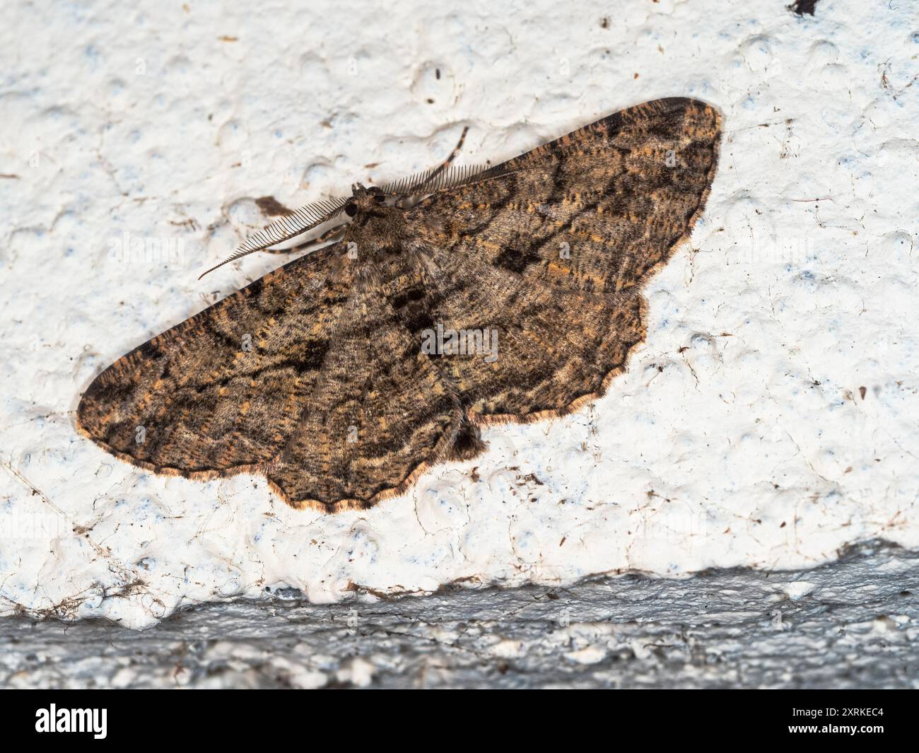 Willow moth hi-res stock photography and images - Alamy