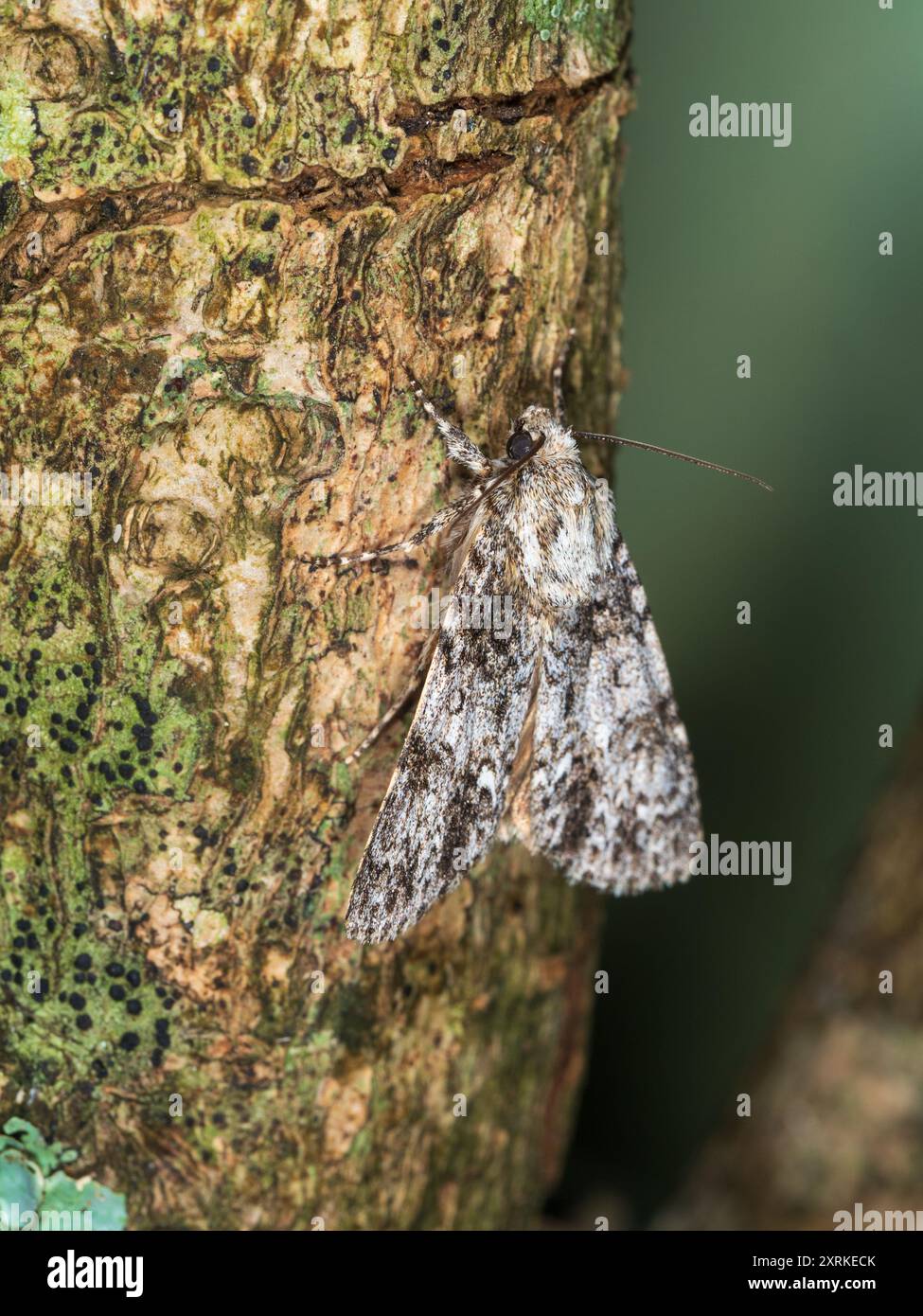 Side view of the mottled Knot Grass moth, Acronicta rumicis, a UK night ...