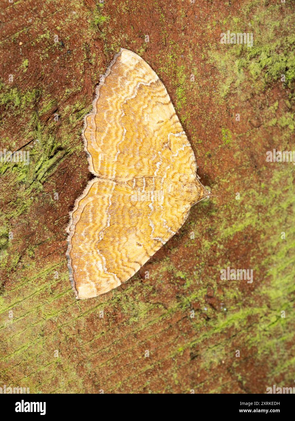 White waved golden wings of the UK garden visistor moth, Yellow Shell ...