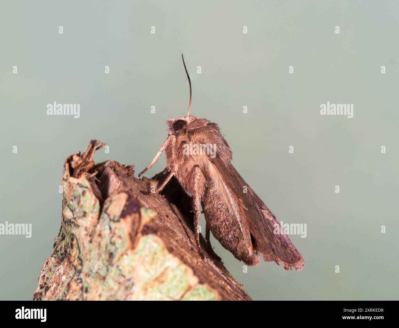 Square spot rustic hi-res stock photography and images - Alamy