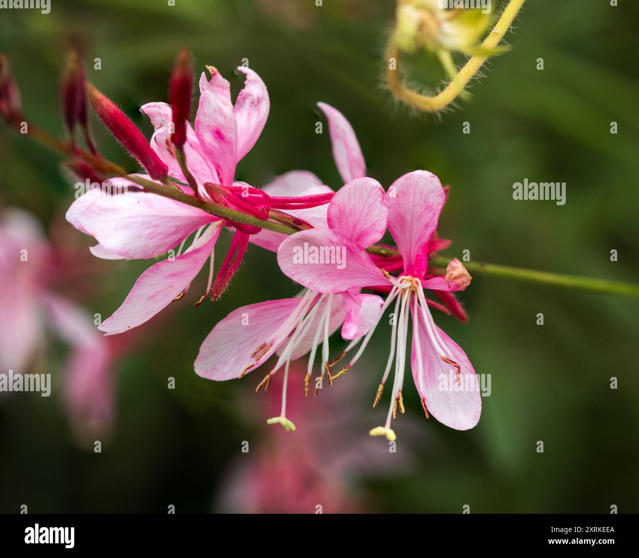 Pink gaura hi-res stock photography and images - Alamy