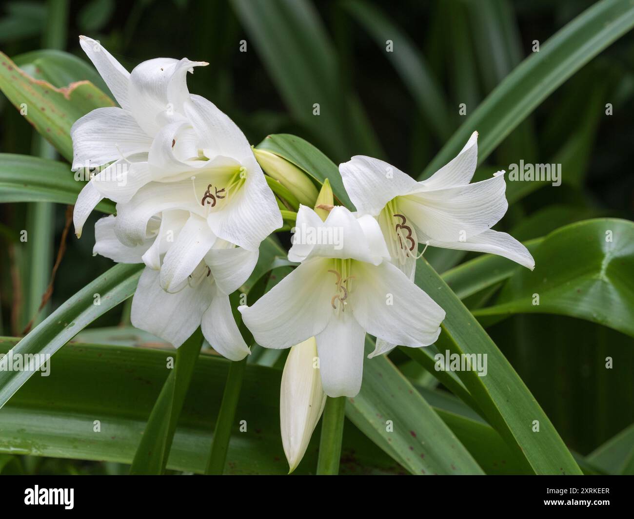 White flowers of the half-hardy perennial cape lile bulb, Crinum x ...