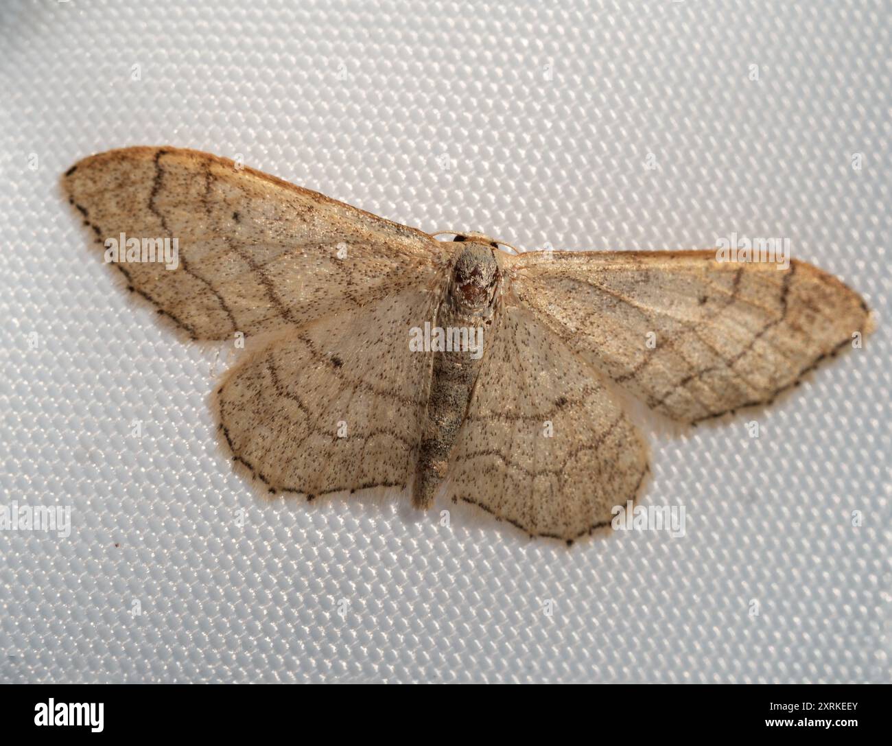Adult plain form of the Riband band UK moth, Idaea aversata ab ...