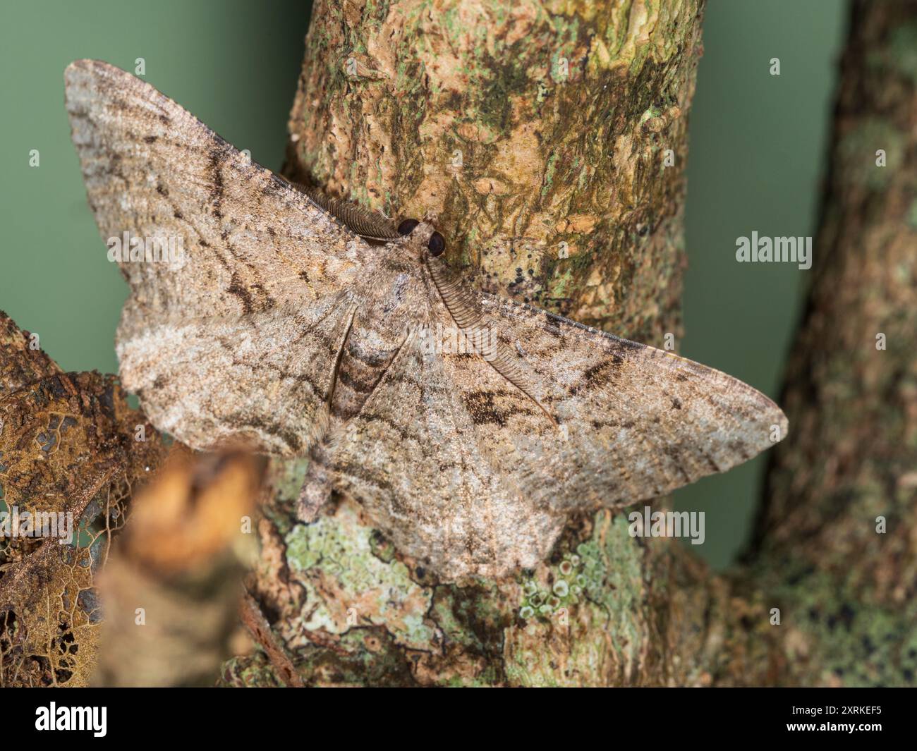 Top view of the UK night flying Willow Beauty moth, Peribatodes ...