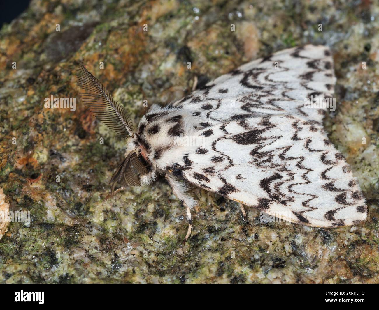 Side view of the black and white Black Arches UK moth, Lymantria ...