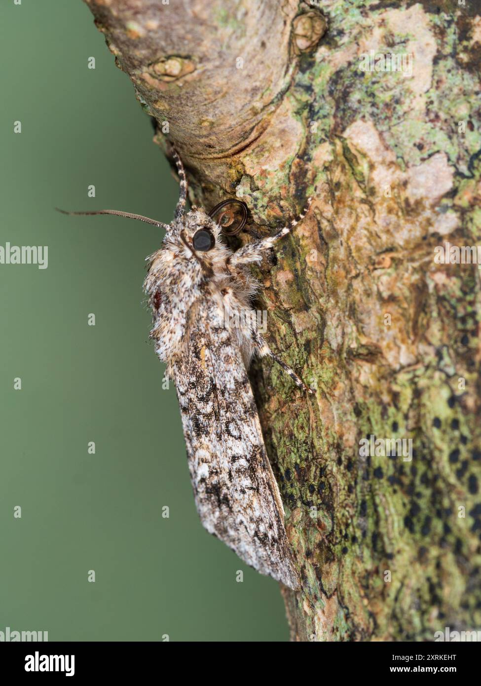 Side view of the mottled Knot Grass moth, Acronicta rumicis, a UK night ...