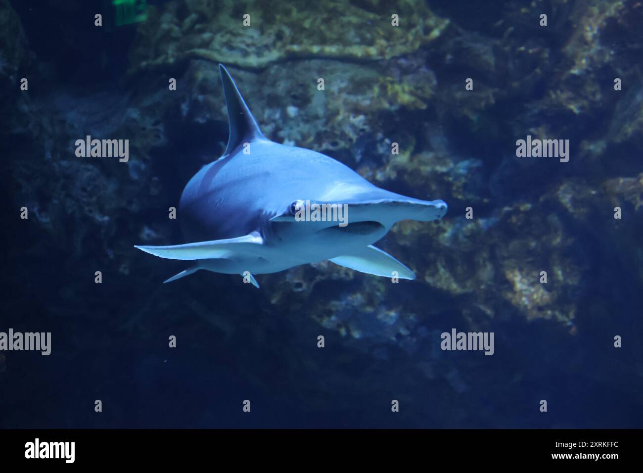 Hammerhead shark at aquarium Stock Photo - Alamy