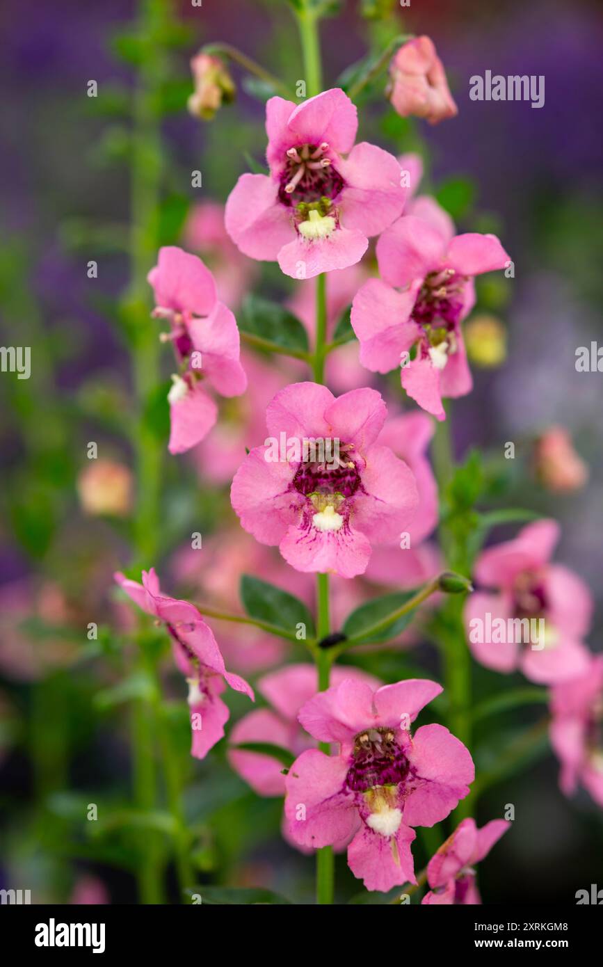 A tender perennial hi-res stock photography and images - Alamy