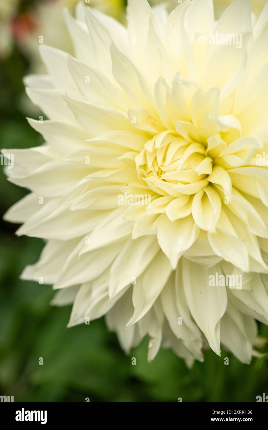 Dahlia 'Fleurel' a very large flowered form of Dahlia with huge creamy ...