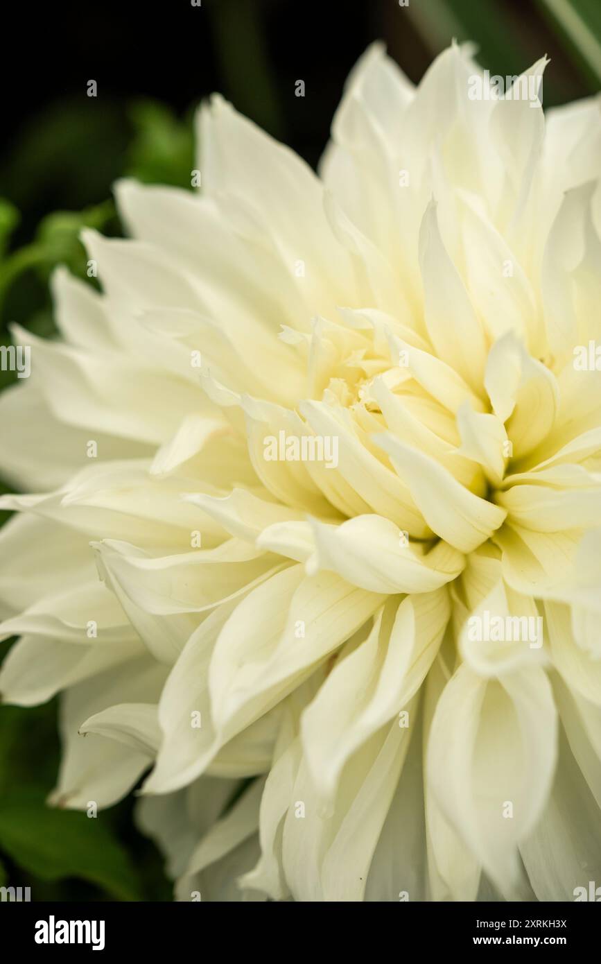 Dahlia 'Fleurel' a very large flowered form of Dahlia with huge creamy ...