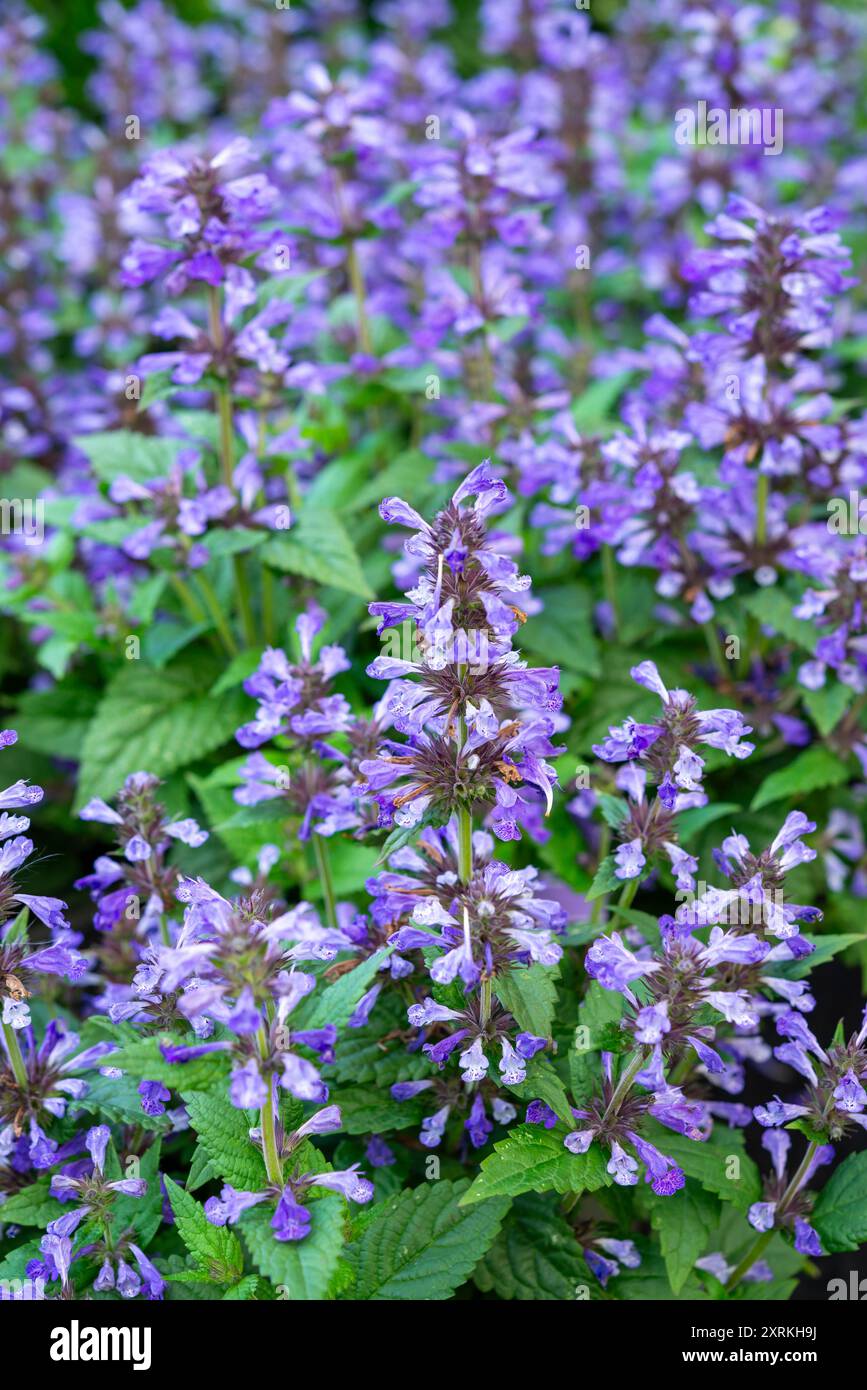 Nepeta 'Neptune', a bushy perennial plant with masses of blue flowers ...