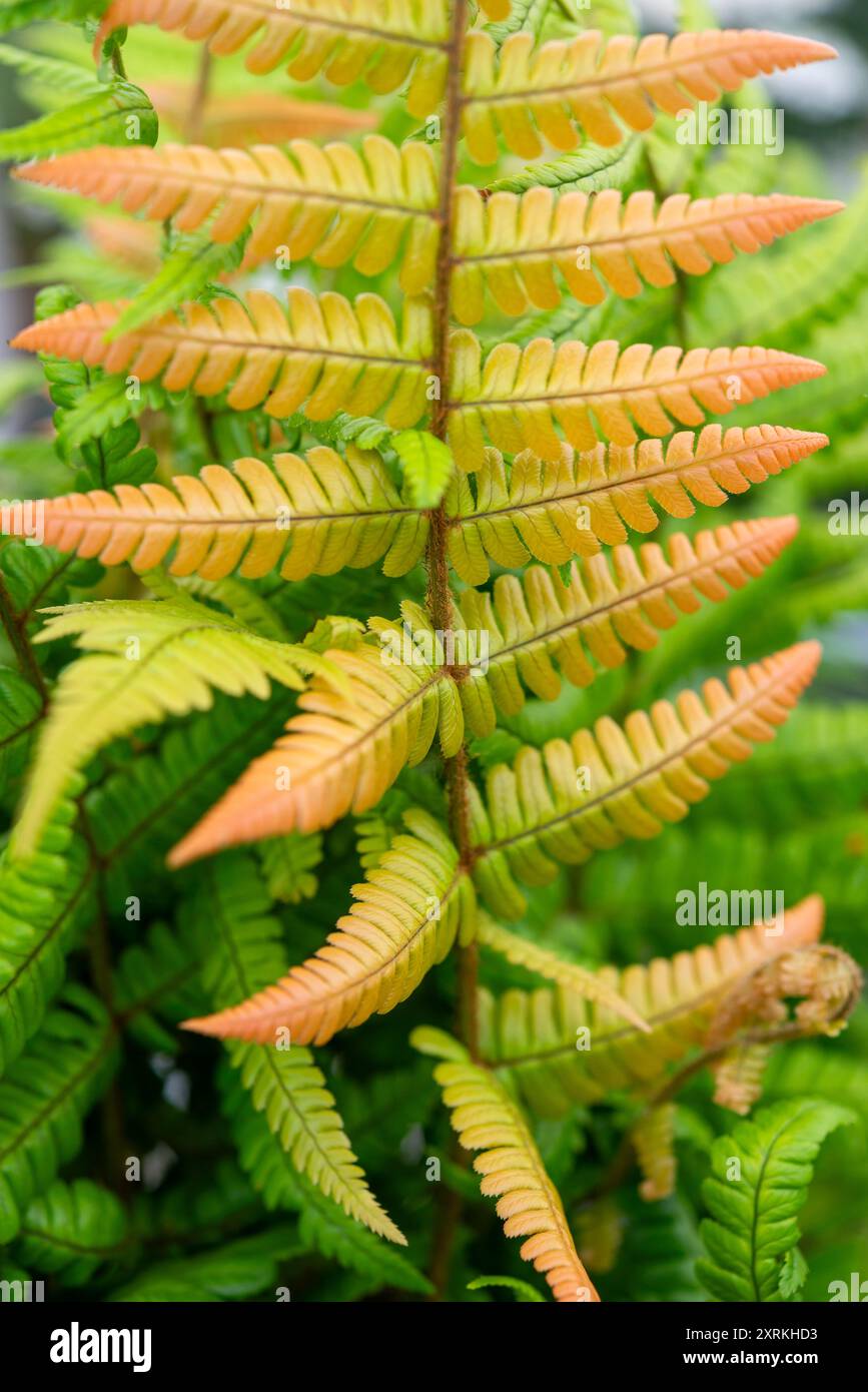 Dryopteris Wallichiana 'Jurassic Gold'. A hardy fern with golden orange ...