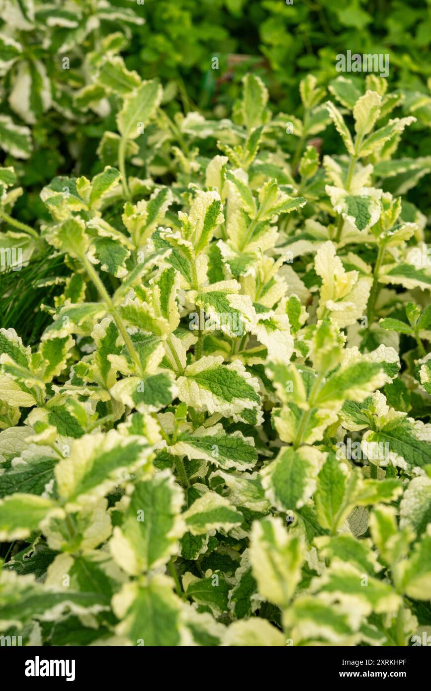 Variegated Apple Mint, Mentha Suaveolens variegatum, a herb with green ...
