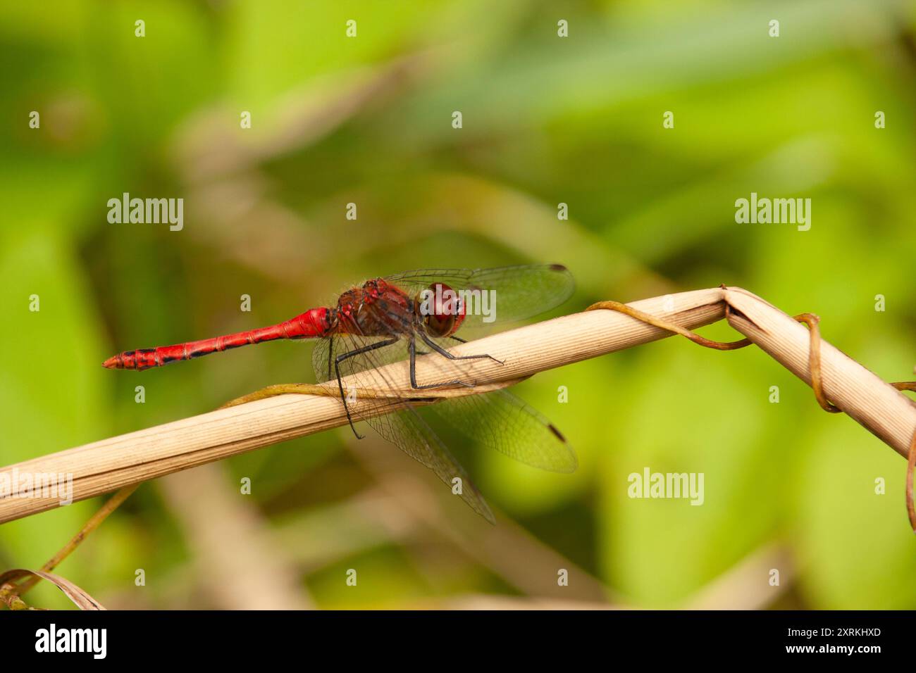 a dragonfly on a withered stick Stock Photo - Alamy