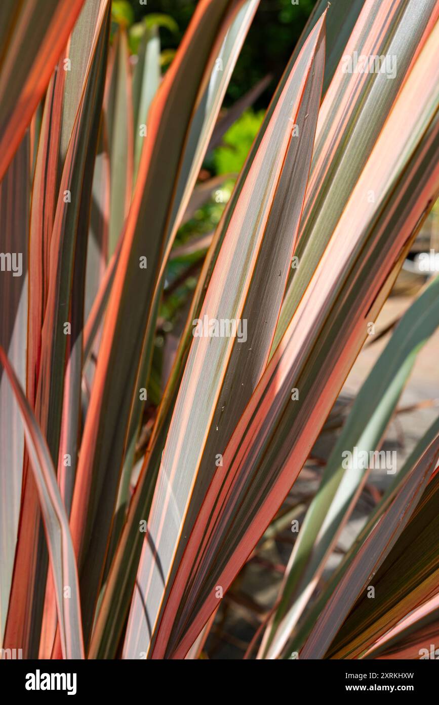 Phormium Rainbow Queen, an evergreen plant also known as New Zealand ...