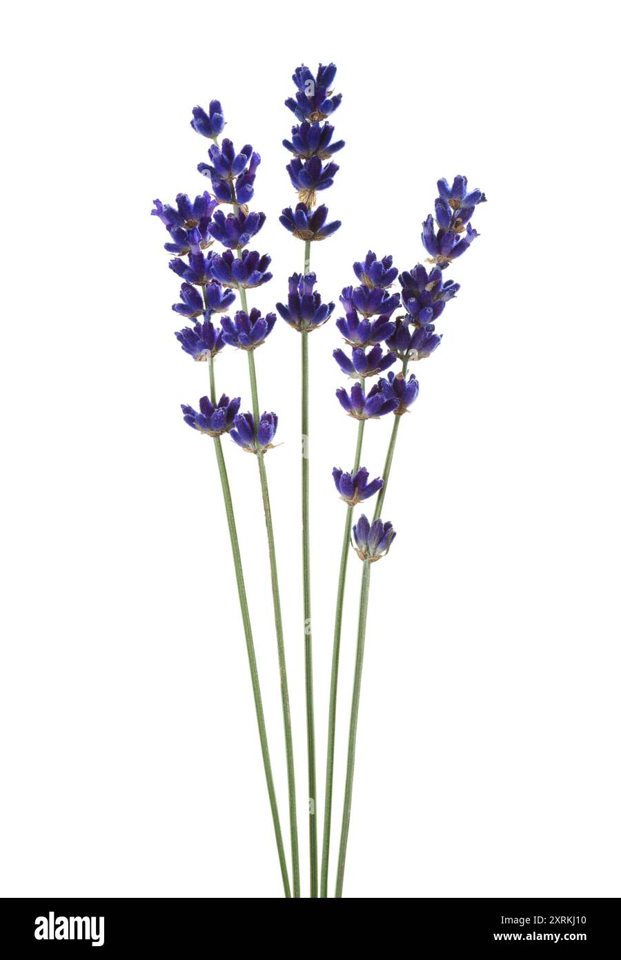 Five sprigs of Lavender isolated on white background Stock Photo - Alamy