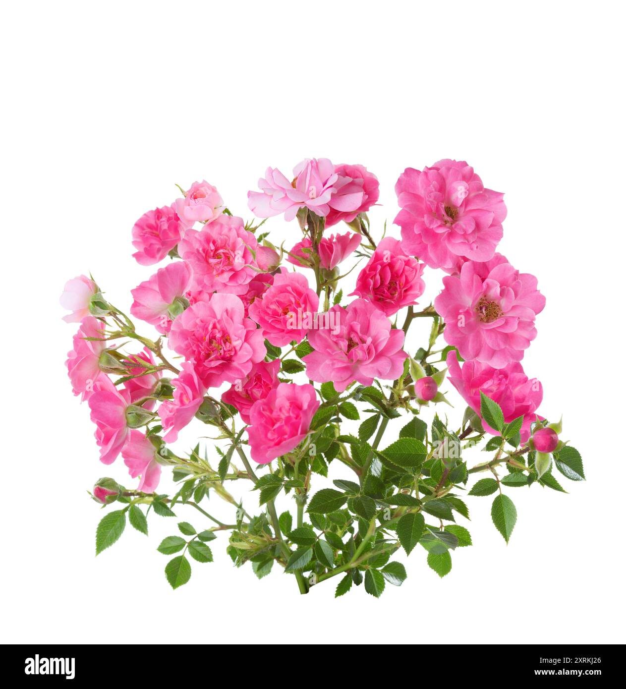 Mini flower bouquet roses hi-res stock photography and images - Alamy
