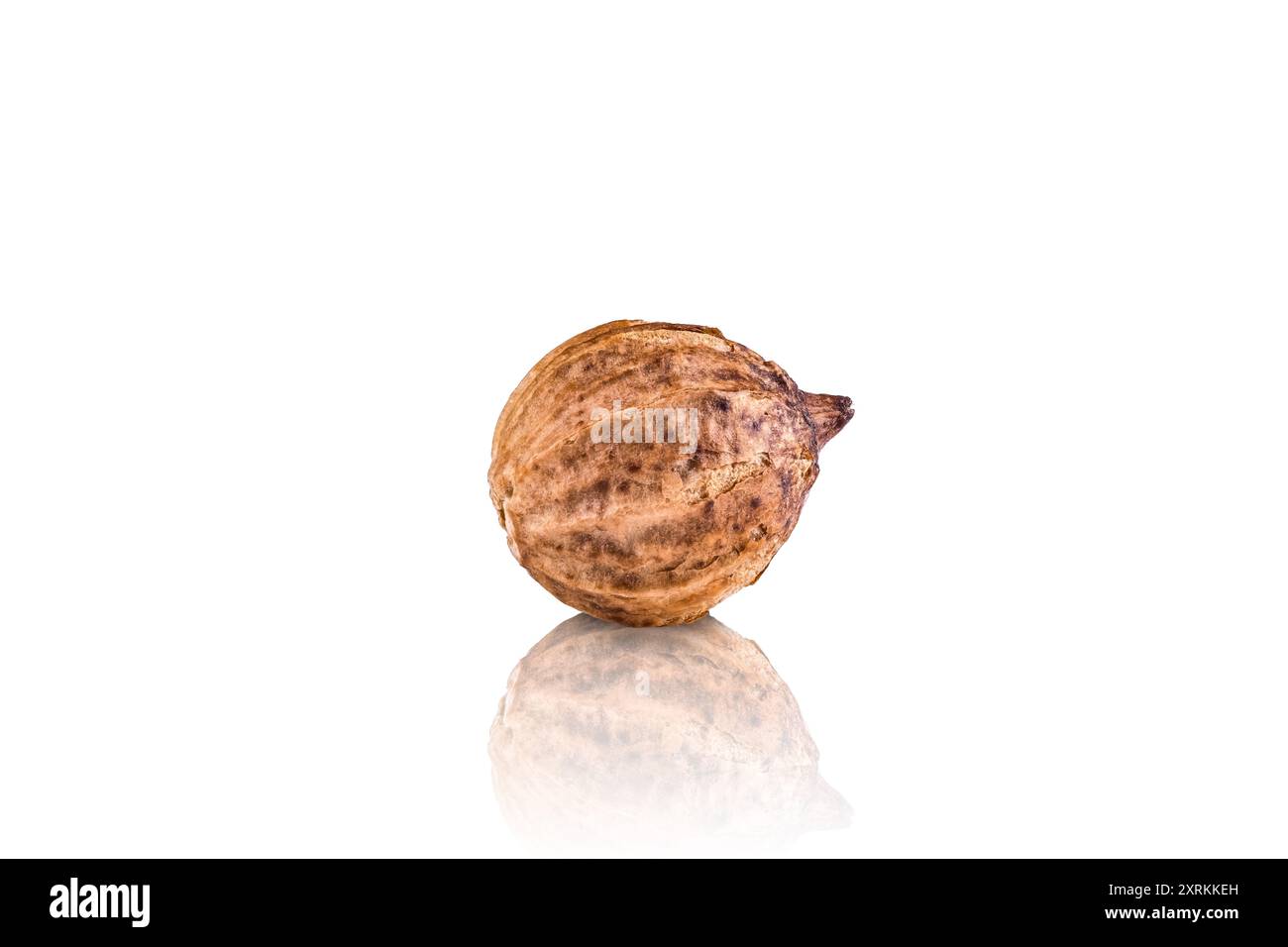 single coriander seed isolated on white background Stock Photo - Alamy