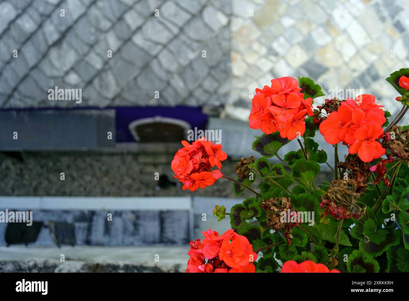 A top-down view of a pot of bright red germanium flowers in front of ...