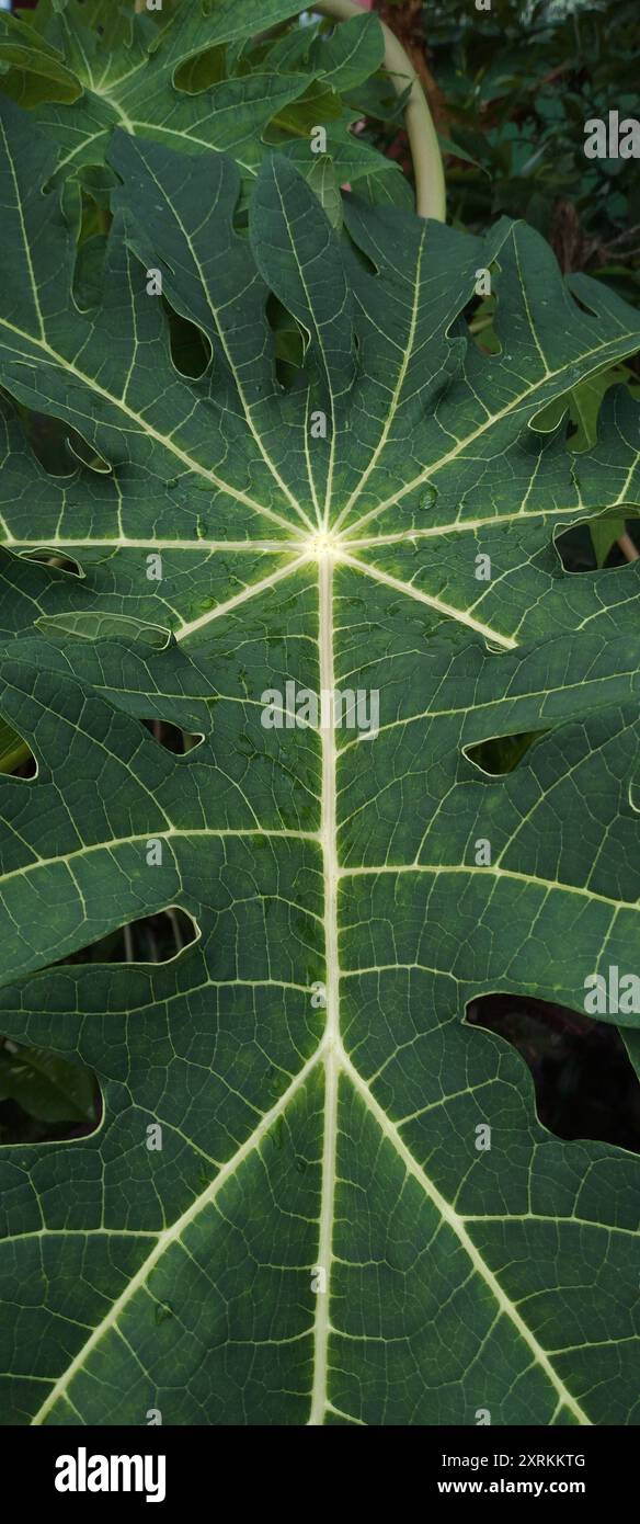 green papaya leaf texture detail Stock Photo - Alamy