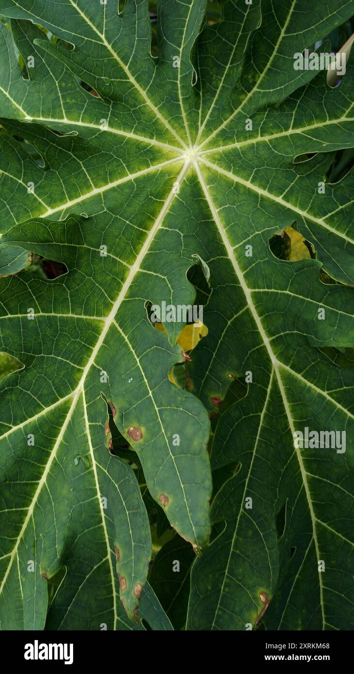 Lush papaya tree green fruit hi-res stock photography and images - Alamy
