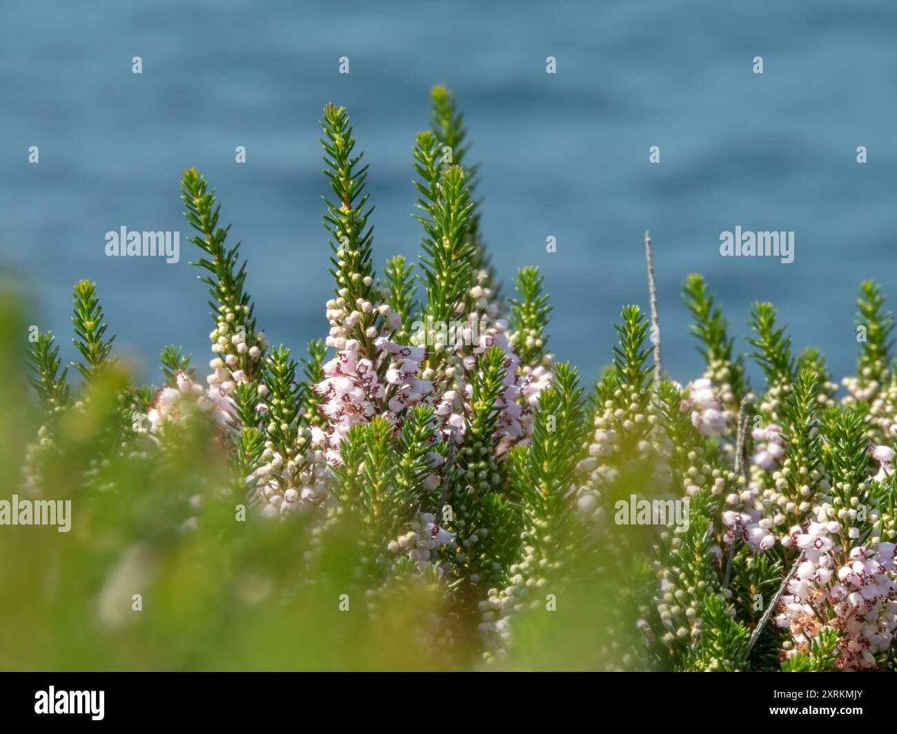 Puerto de cornish hi-res stock photography and images - Alamy