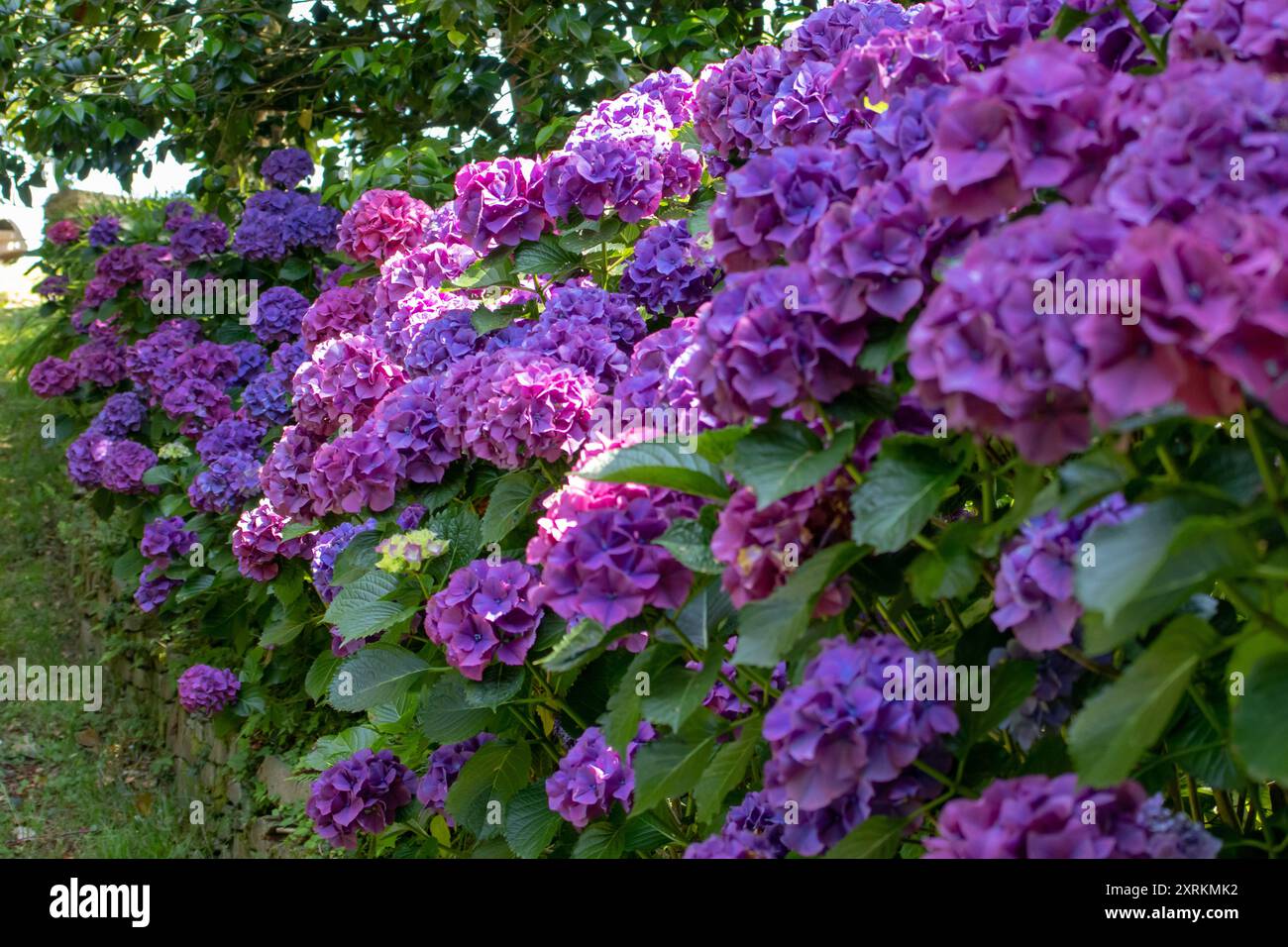 Hydrangea shrub with purple flowers. Hydrangea garden hedge. Hortensia ...