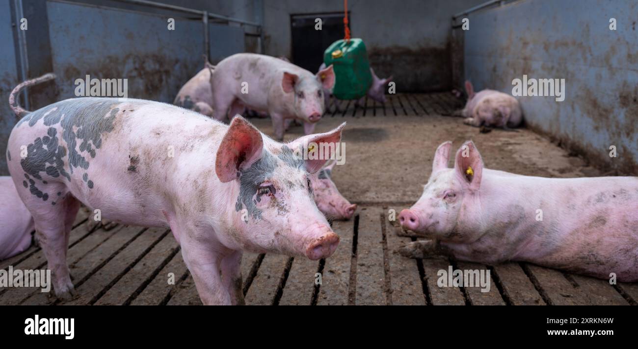 group of pigs in pigpen on organic farm in the netherlands Stock Photo ...