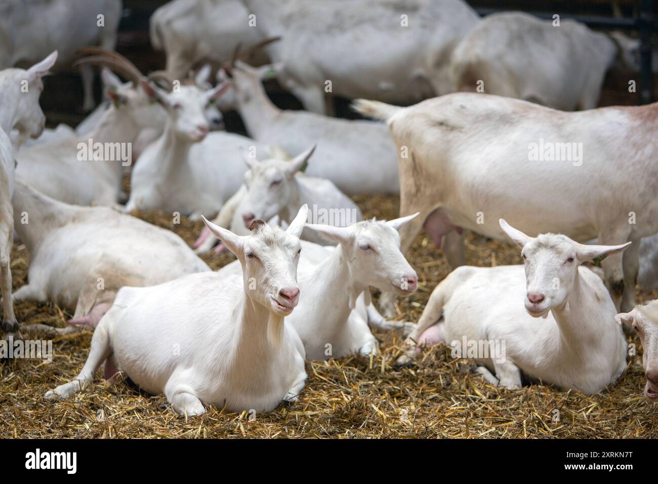 large herd of white goats in barn of dutch farm in the netherlands ...