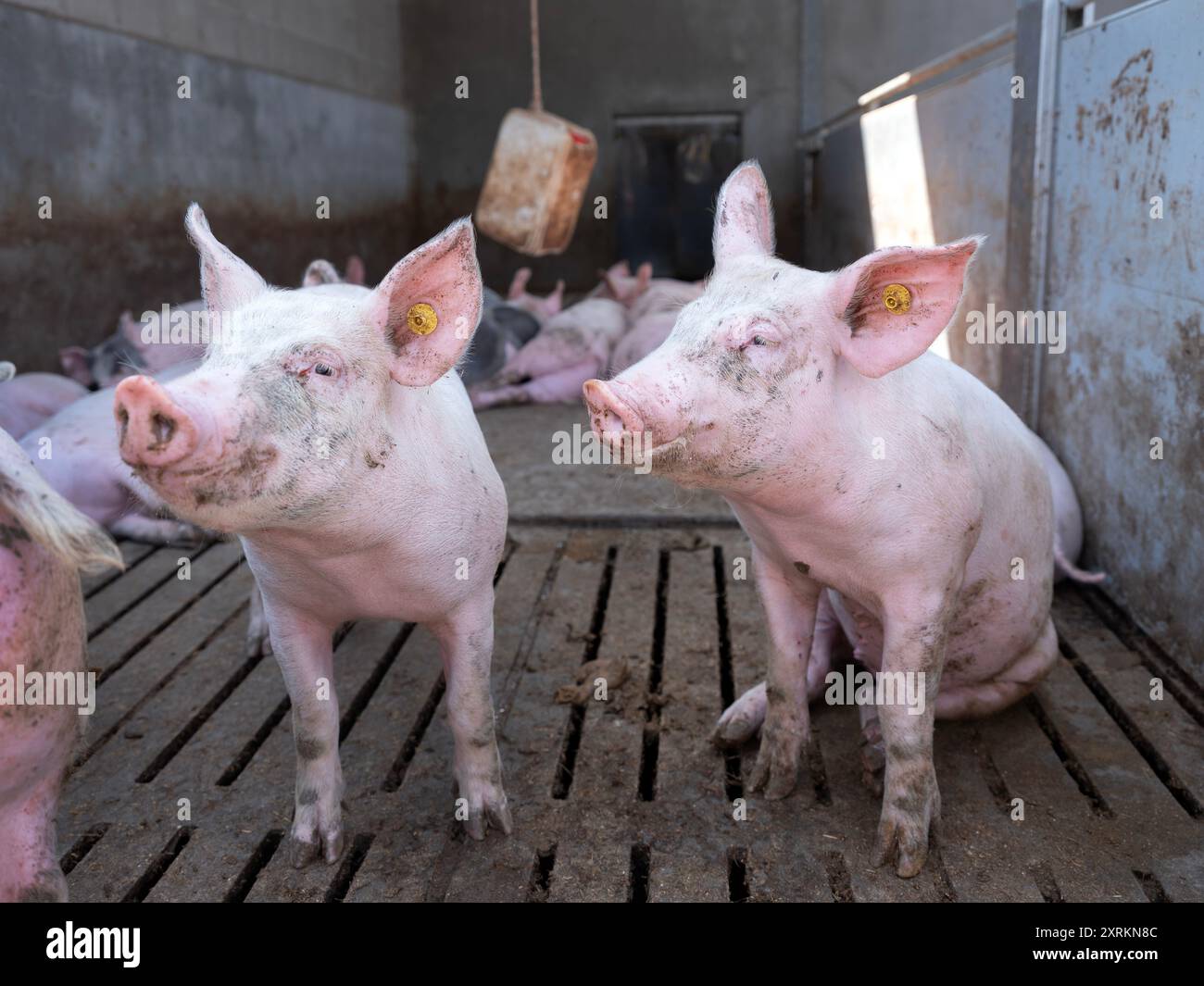 group of pigs in pigpen on organic farm in the netherlands Stock Photo ...