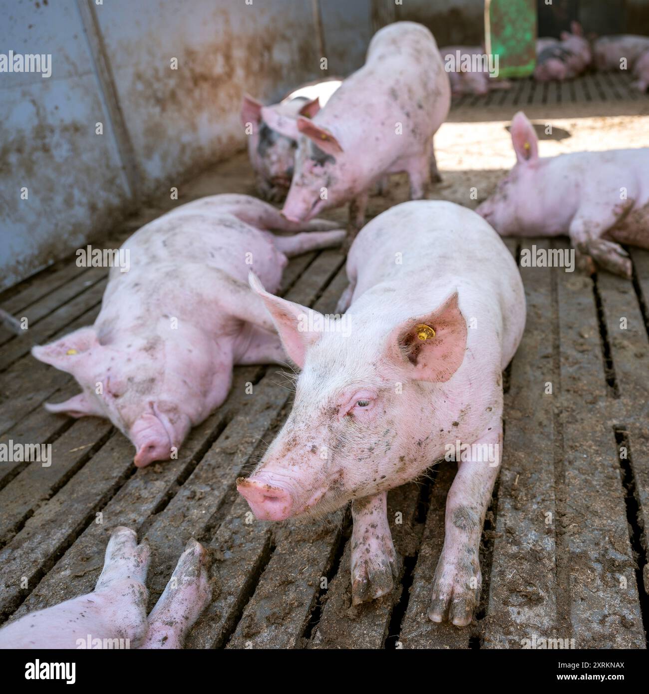 group of pigs in pigpen on organic farm in the netherlands Stock Photo ...