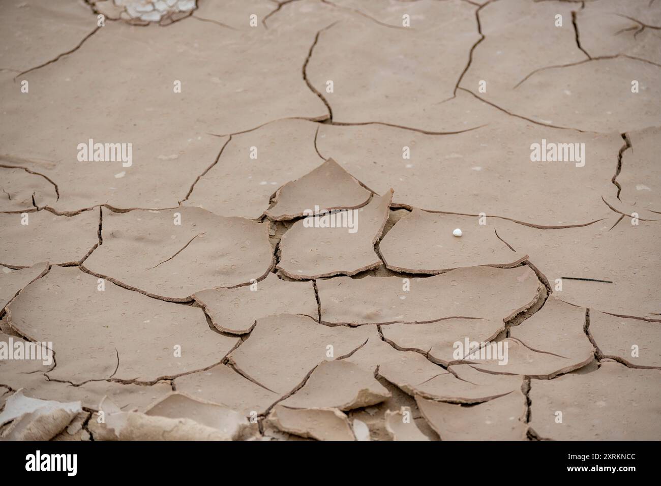 High-resolution image showcasing a detailed view of a dried and deeply ...