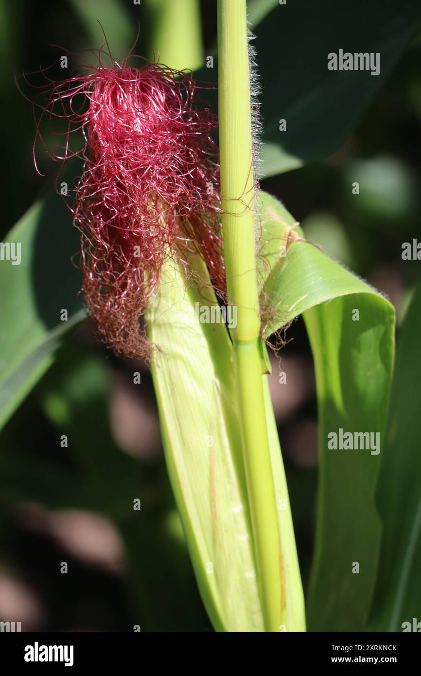 Shines vegetables hi-res stock photography and images - Alamy