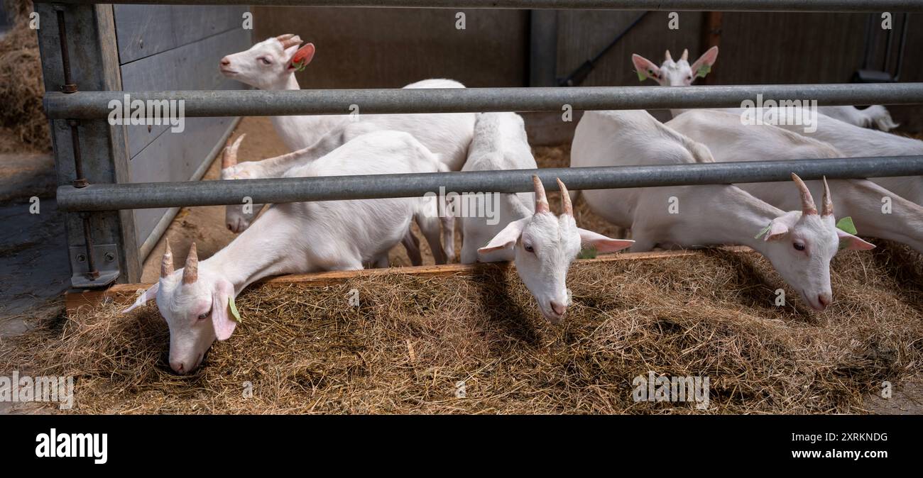 cute young goats on organic farm in the netherlands feed on hay Stock ...