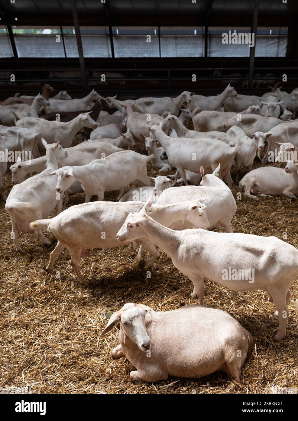 large herd of white goats in barn of dutch farm in the netherlands ...